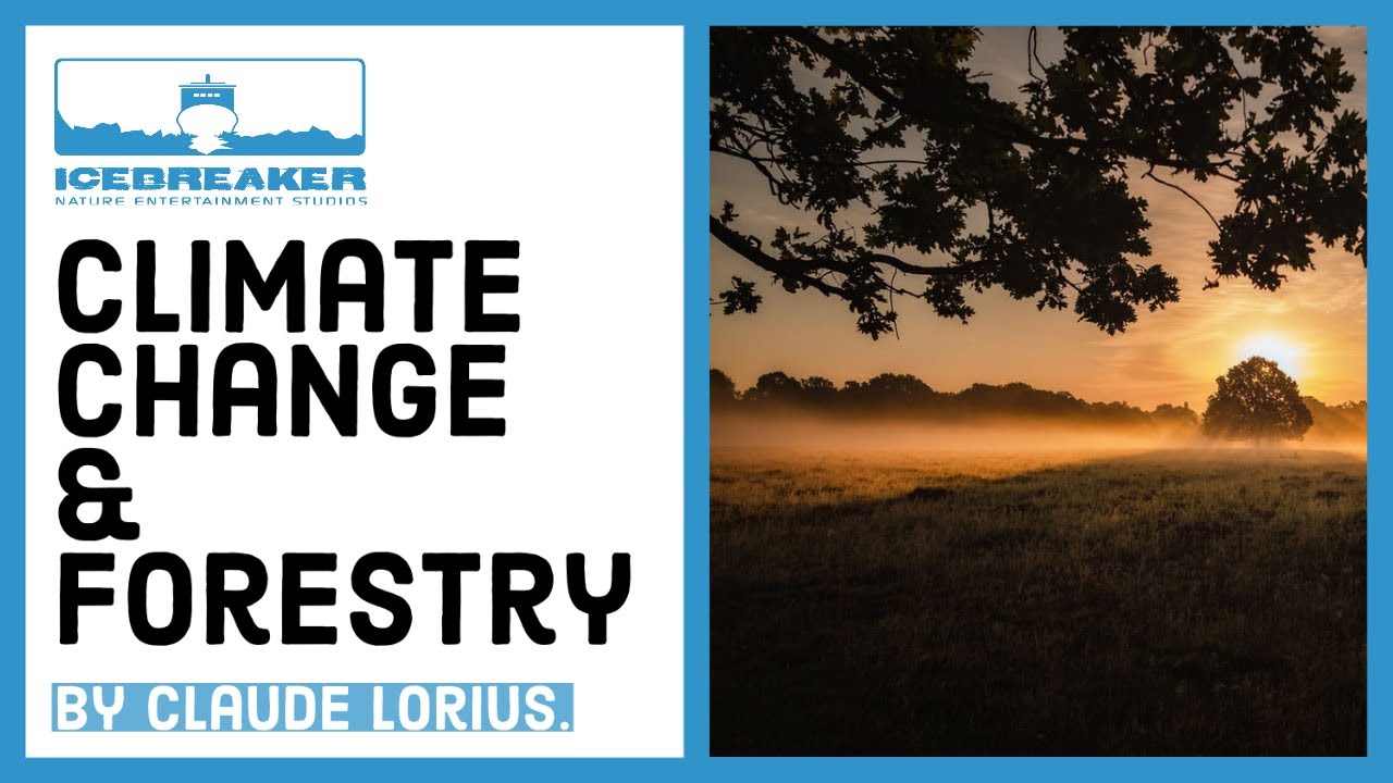 #12: How does global warming affect forests? - YouTube