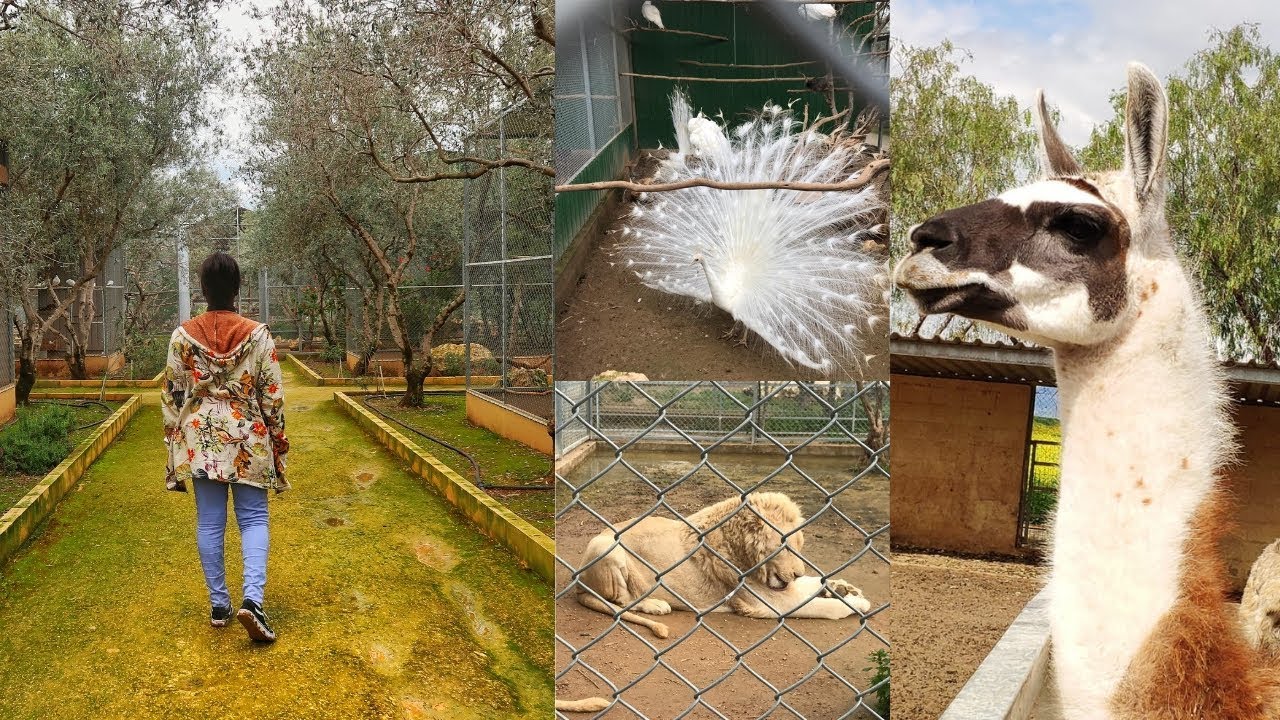 THE MELIOS ZOO IN NICOSIA, CYPRUS - YouTube