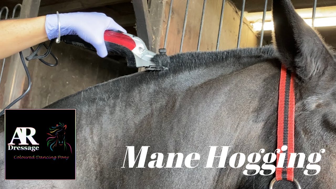 Mane hogging using the Liveryman Black Beauty Clippers - YouTube