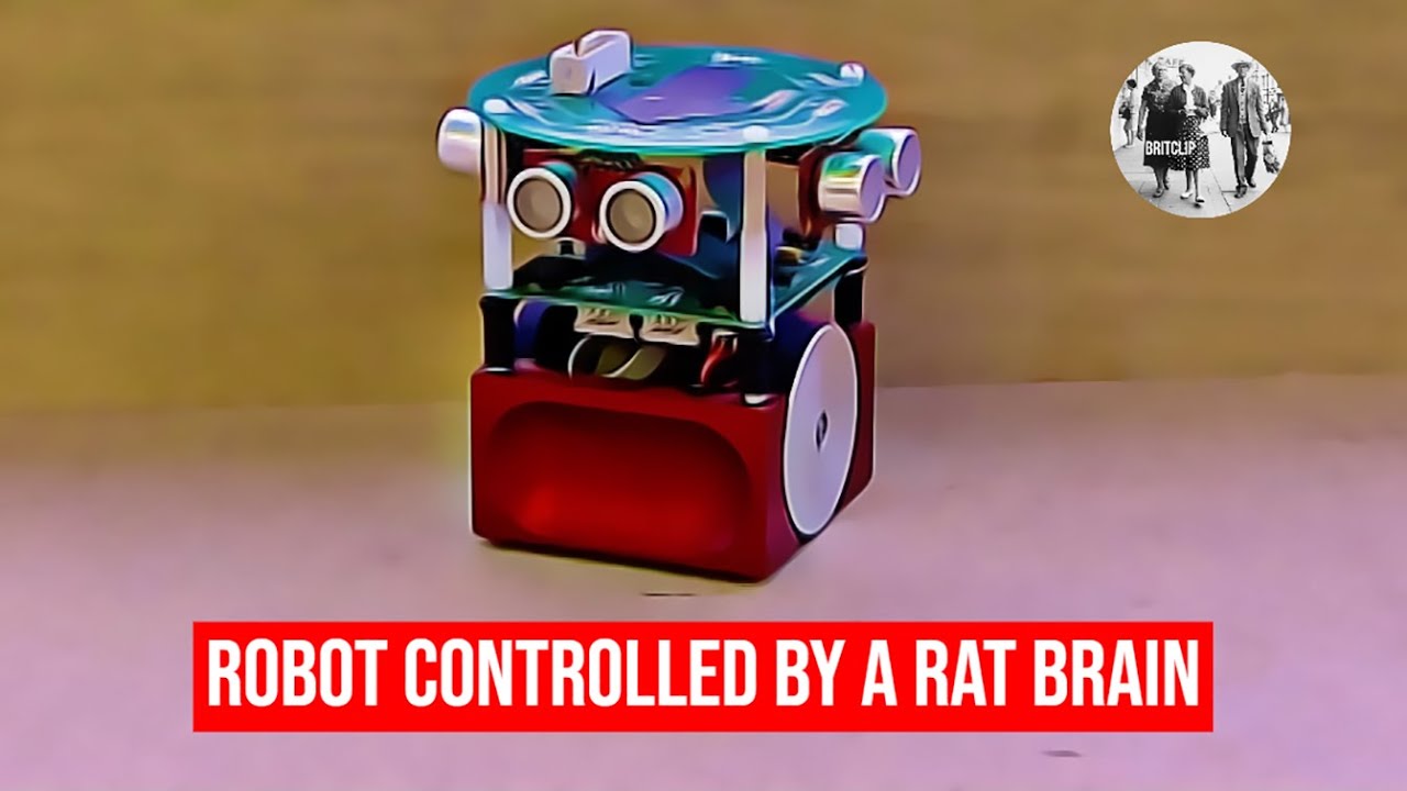 Robot controlled by a Rat Brain - YouTube