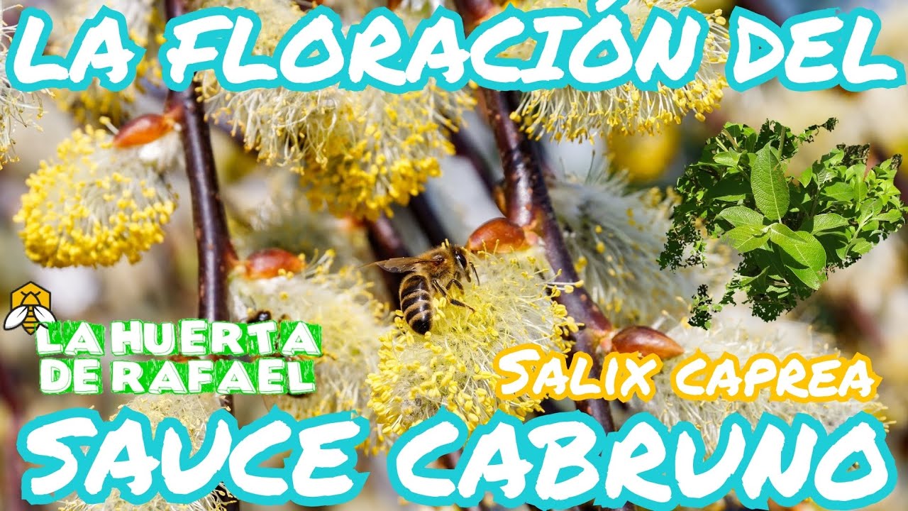 La floración del sauce cabruno o sauce manzana (Salix caprea)|•|El ...