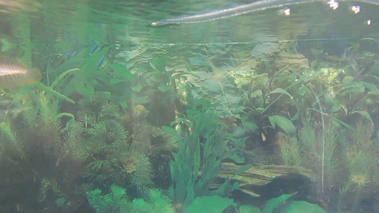 Baby Arowana eats baby Oska fish - YouTube