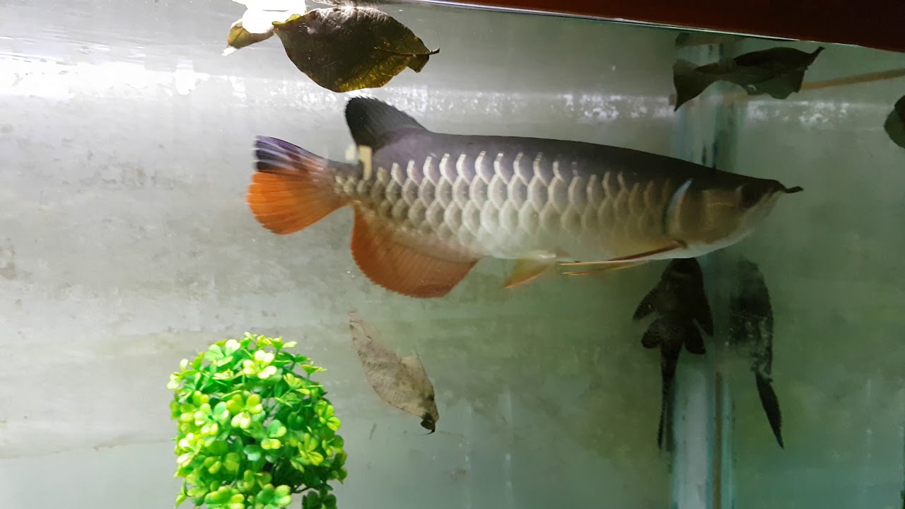 arowana high back golden 13 inch - YouTube