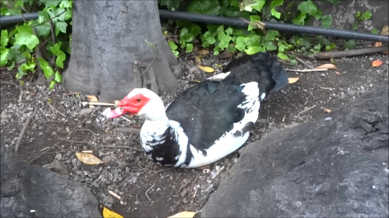 Muscovy ducks Mating Ritual - YouTube