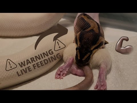 ⚠️Warning Live Feeding⚠️ Ball Python Feeding On A Medium Rat 🐀 - YouTube