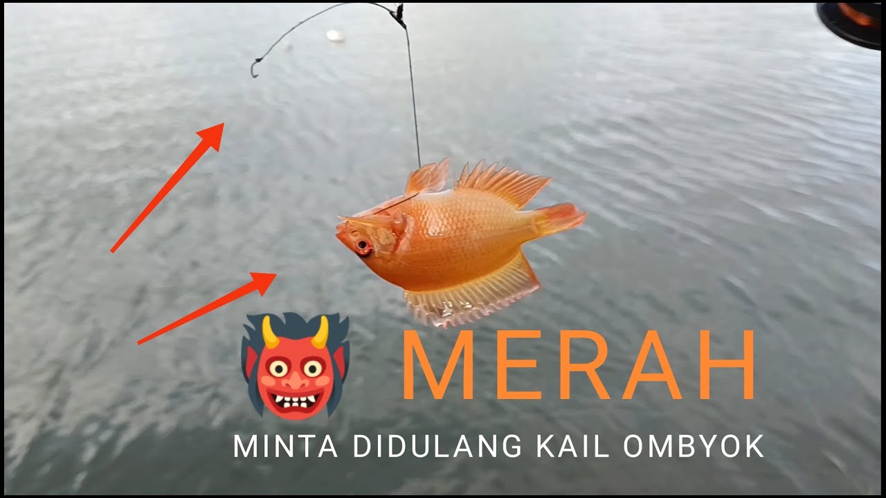 Asyiknya Mancing RED DEVIL dan LOHAN/NAHOL STRIKE tanpa henti.Spot ...