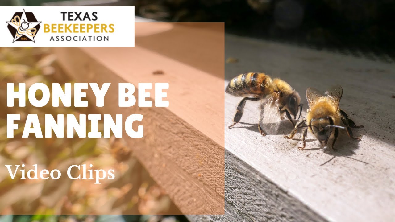 Honey Bees Fanning at Hive Entrance - YouTube
