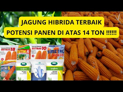 Rekomendasi Jagung Hibrida Terbaik!!! Potensi Panen di Atas 14 Ton