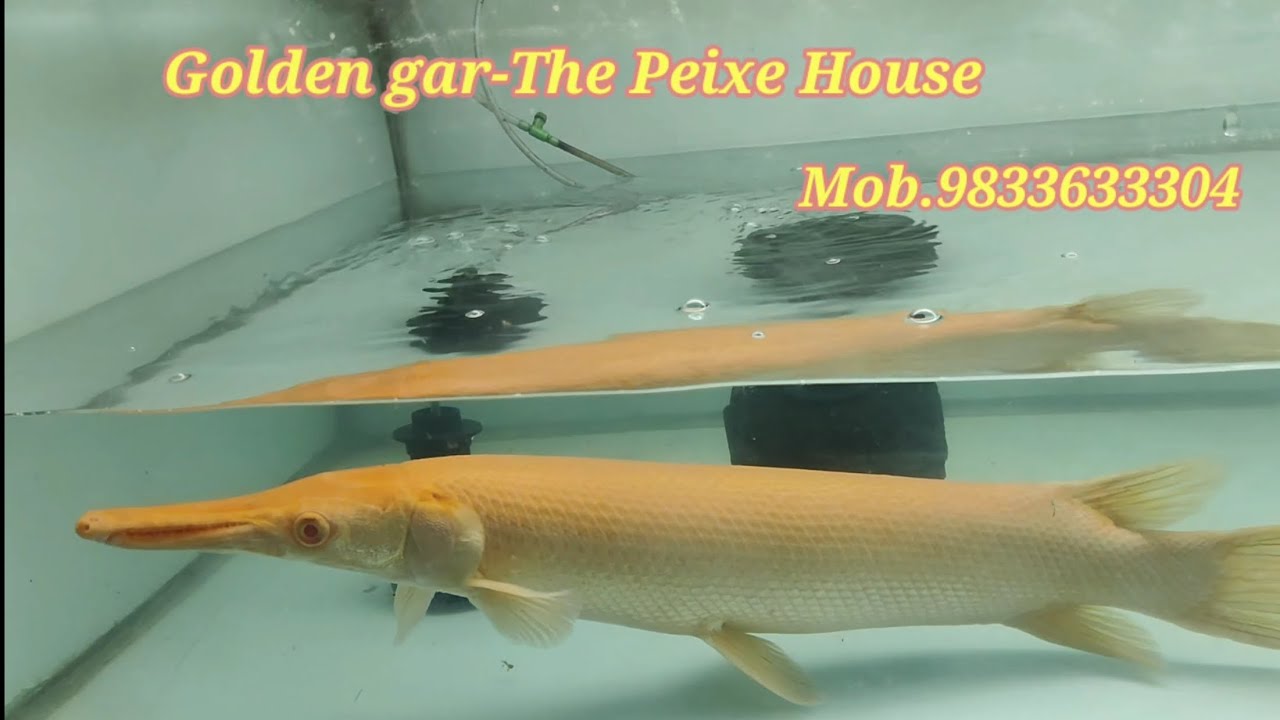 Golden Gar / Golden alligator Gar fish - YouTube