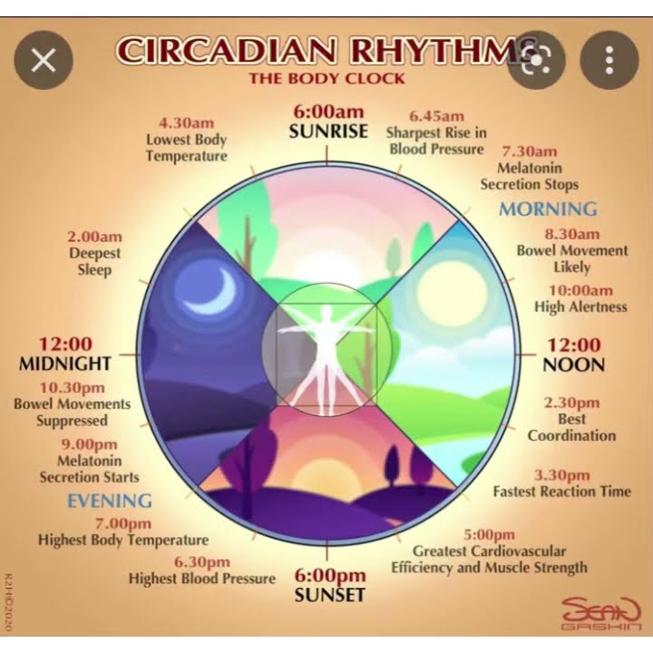 Circadian Rhythm (For Blog) - YouTube