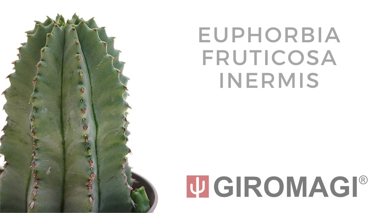 Euphorbia fruticosa inermis - YouTube