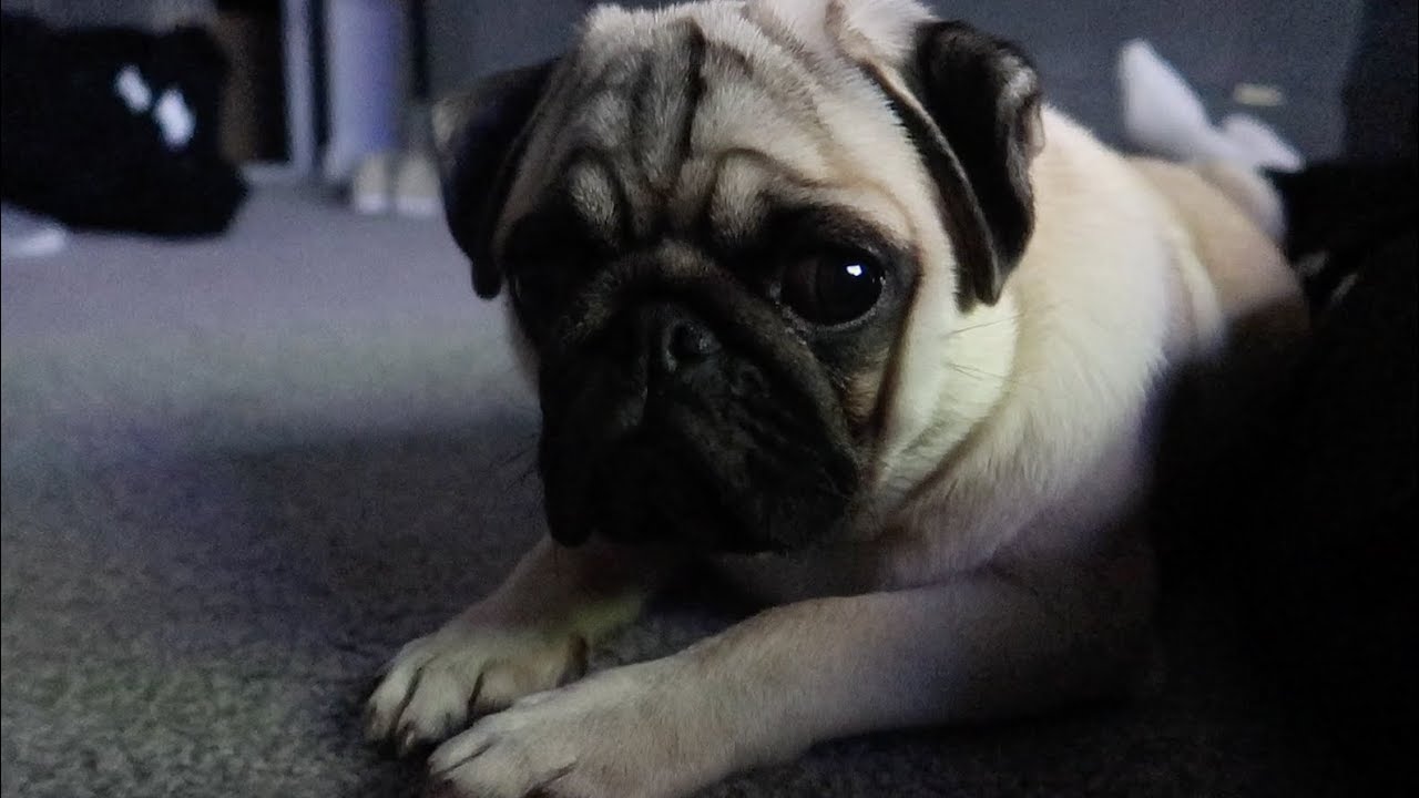 Pug puppy gets spooked! - YouTube