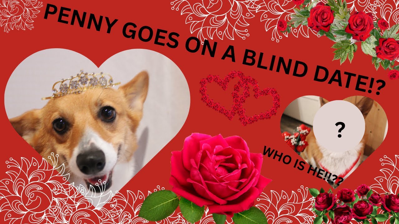 PENNY THE CORGI GOES ON A BLIND DATE!! - YouTube