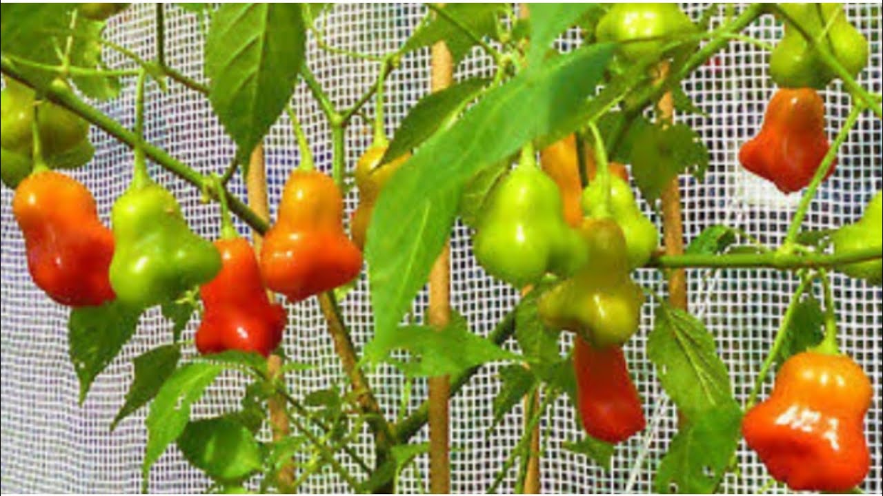 Bishop's crown pepper | part 1 | Christmas bell chilli | joker's hat ...
