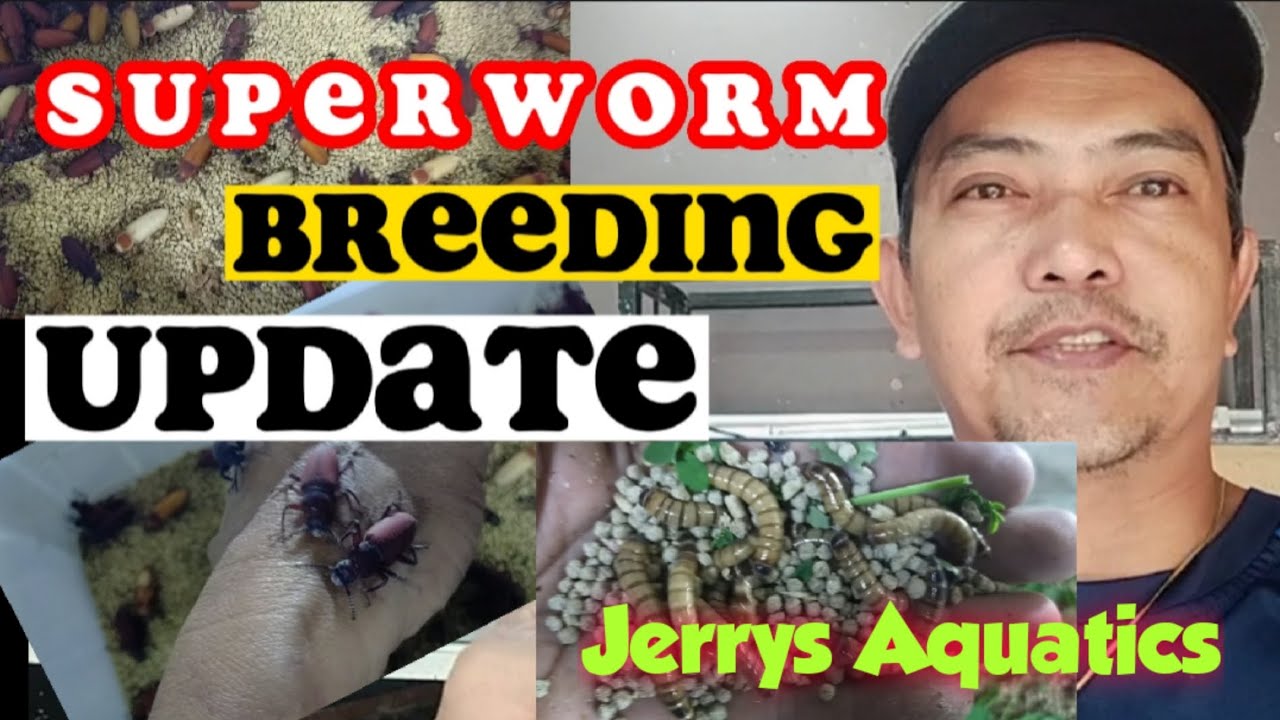 SUPERWORM BREEDING UPDATE | PAANO MAG BREED NG SUPRWORM - YouTube