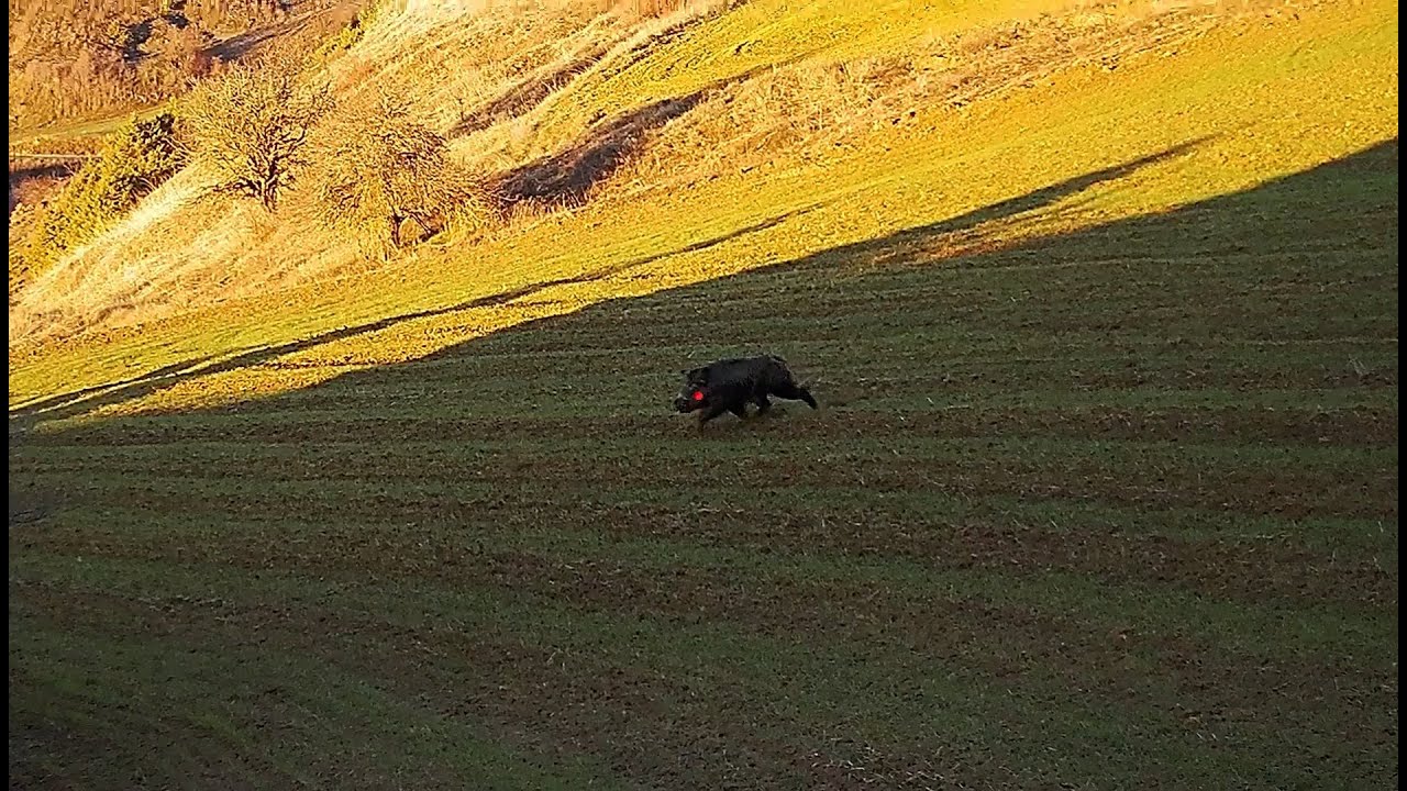 ΚΥΝΗΓΙ ΑΓΡΙΟΓΟΥΡΟΥΝΟΥ WILD BOAR HUNTING 2022 Villsvinjakt Chasse ...