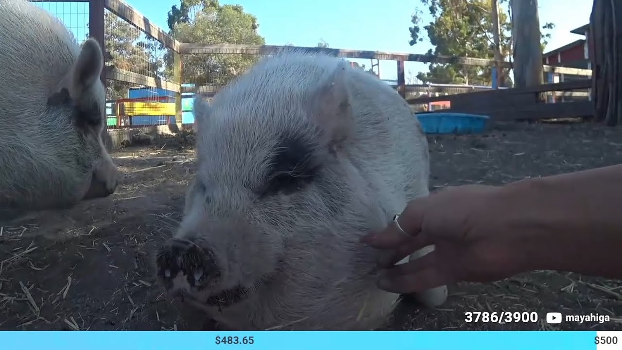 Maya shows some of the animals at Smile Farm - YouTube
