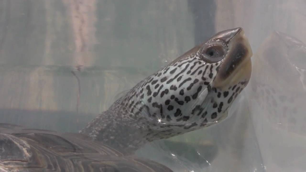 Another Diamondback Terrapin Turtle at Dupont Nature Center - YouTube