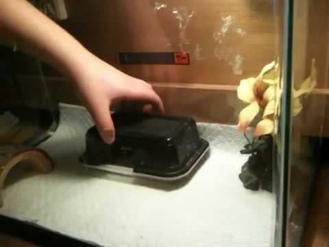 How to : setup a leopard gecko tank (10 gal. Tank) - YouTube