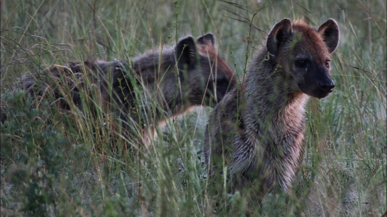 Hyena invade our camp at night - YouTube