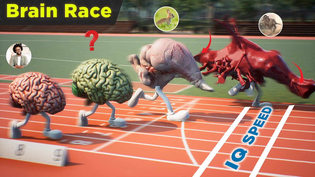 Animal IQ Comparison in 3D | Animals Brains IQ race | Speed Comparison ...