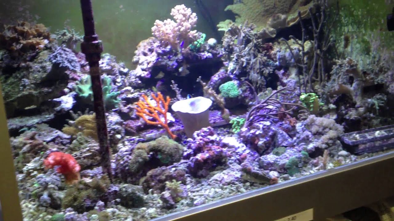 Zetlight ZT 6600 Qmaven 200 watt - YouTube