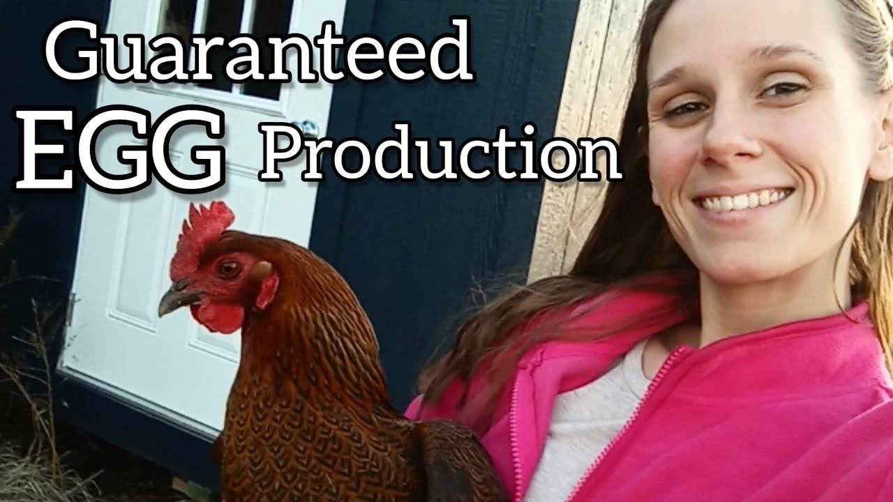 Ways to SUPPORT Your Laying Hens at Home 🐣🥚 #eggproduction #hens - YouTube