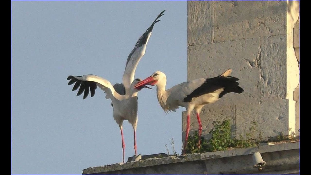 Les cigognes de Faro/ storks - YouTube