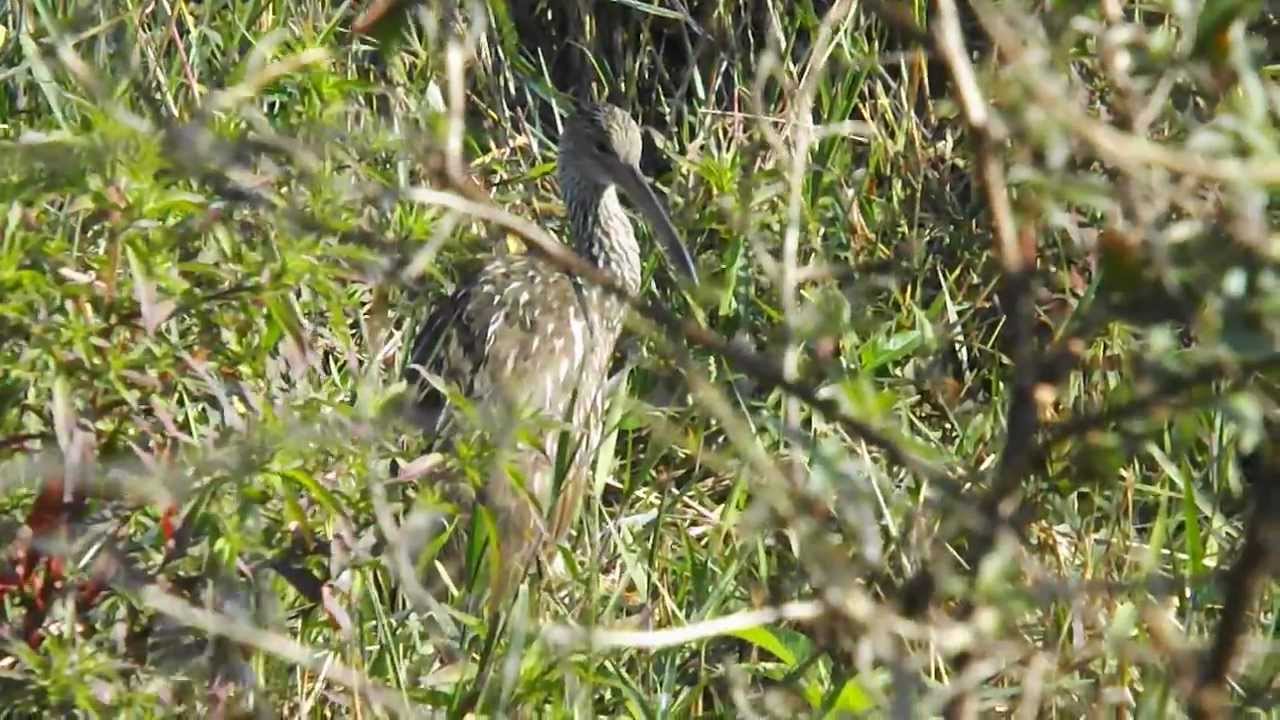 BITTERN AND LIMPKIN - YouTube