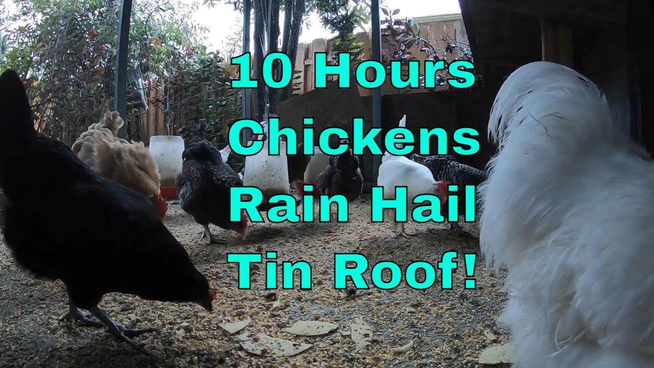 Backyard Chickens 10 Hour Long Chickens Heavy Rain Hail Tin Roof Sounds ...