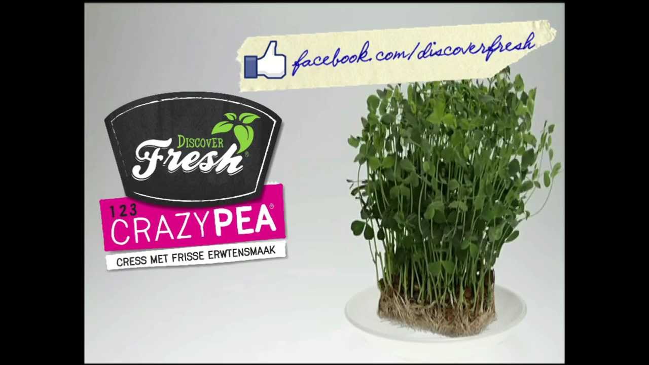 Crazy Pea! Groei! - YouTube