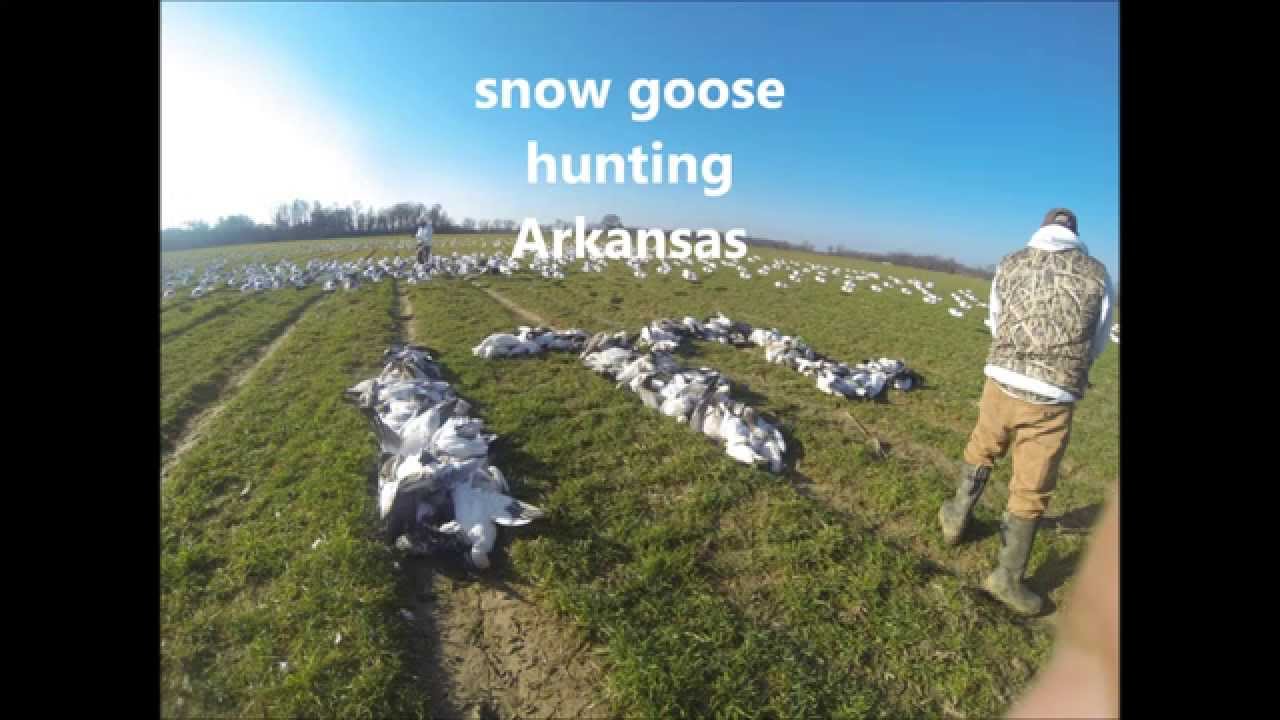 SNOW GOOSE HUNTING ARKANSAS - YouTube