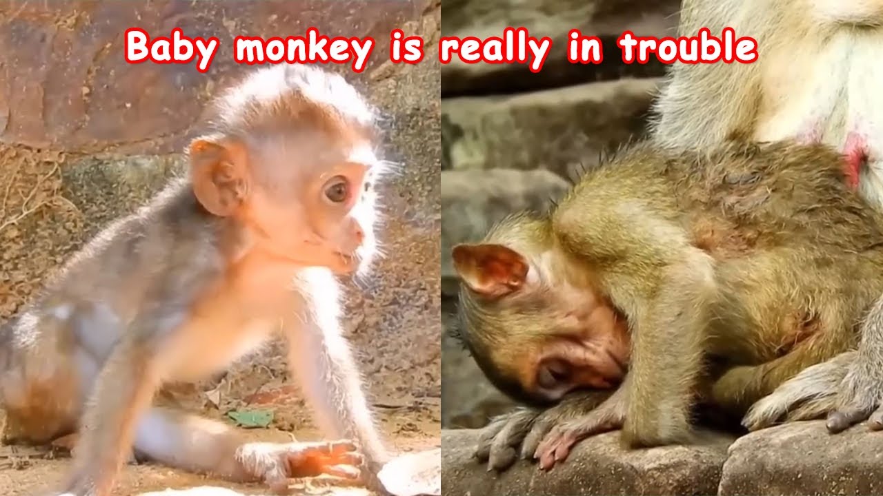 baby monkey is really in trouble, his leg injury is horrible - YouTube