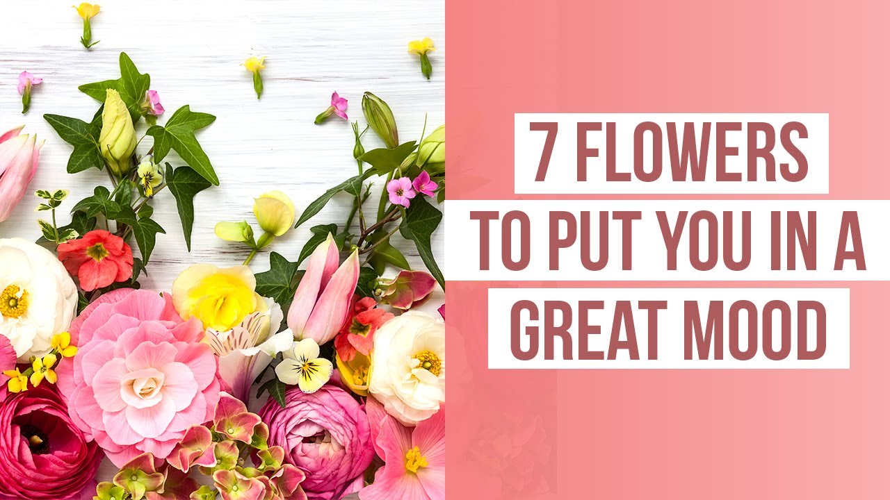 7 Flowers To Put You In A Great Mood - YouTube