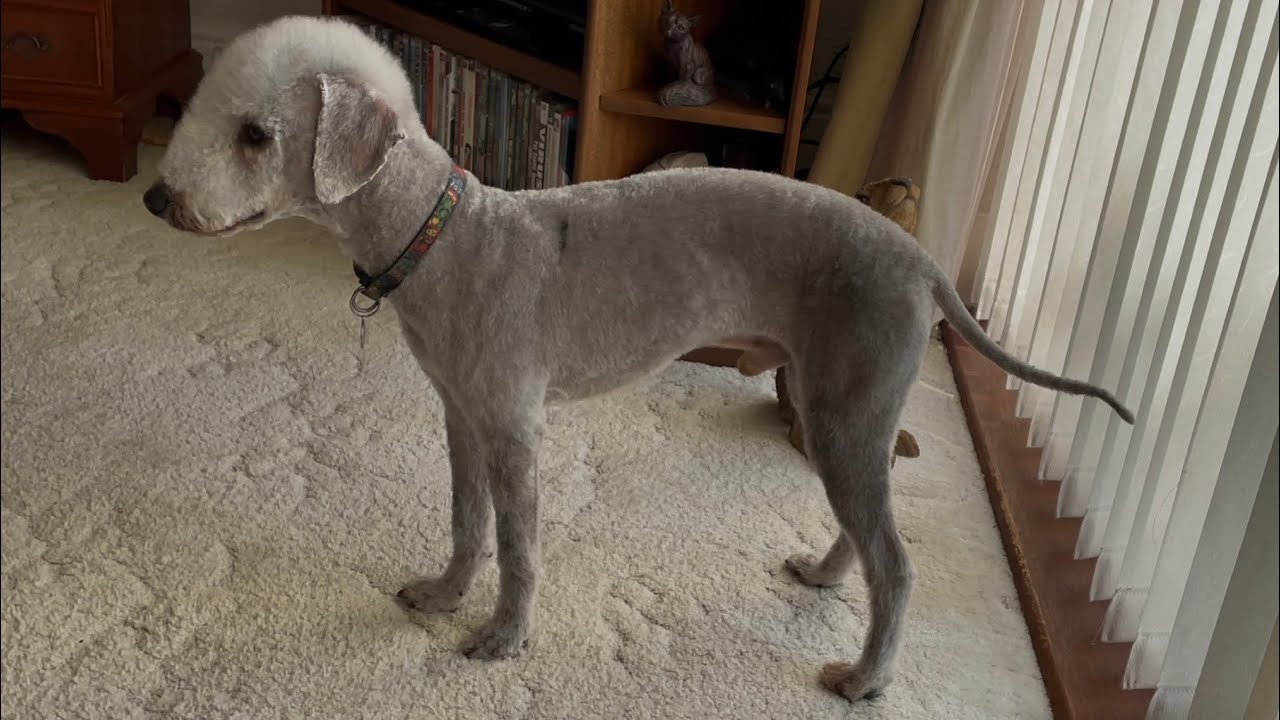 🐾 First haircut of the year for Dilwyn, the Bedlington terrier - YouTube