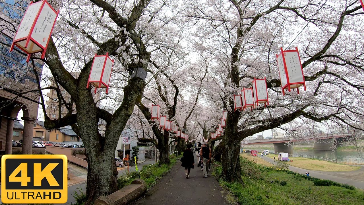 Cherry blossom Asuwa river walk Japan 4K sakura 足羽川 - YouTube