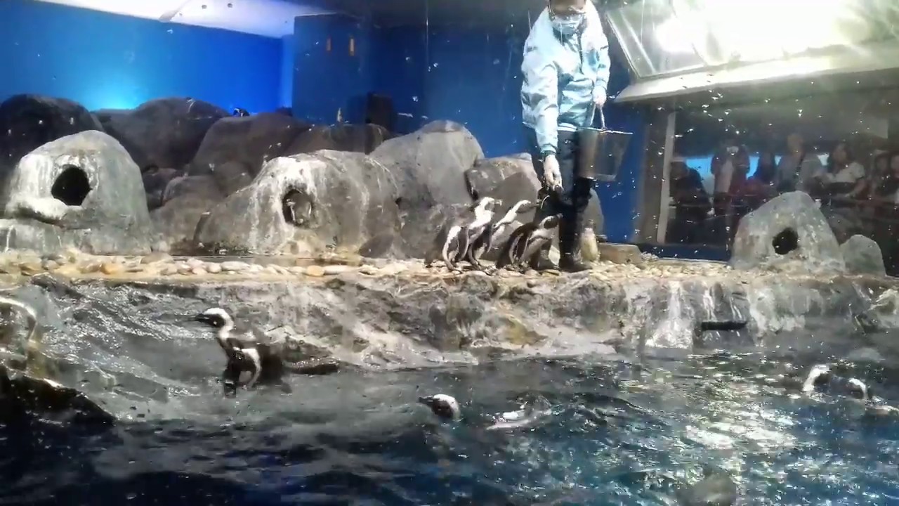 Penguin Makan So Funny 😂 - YouTube