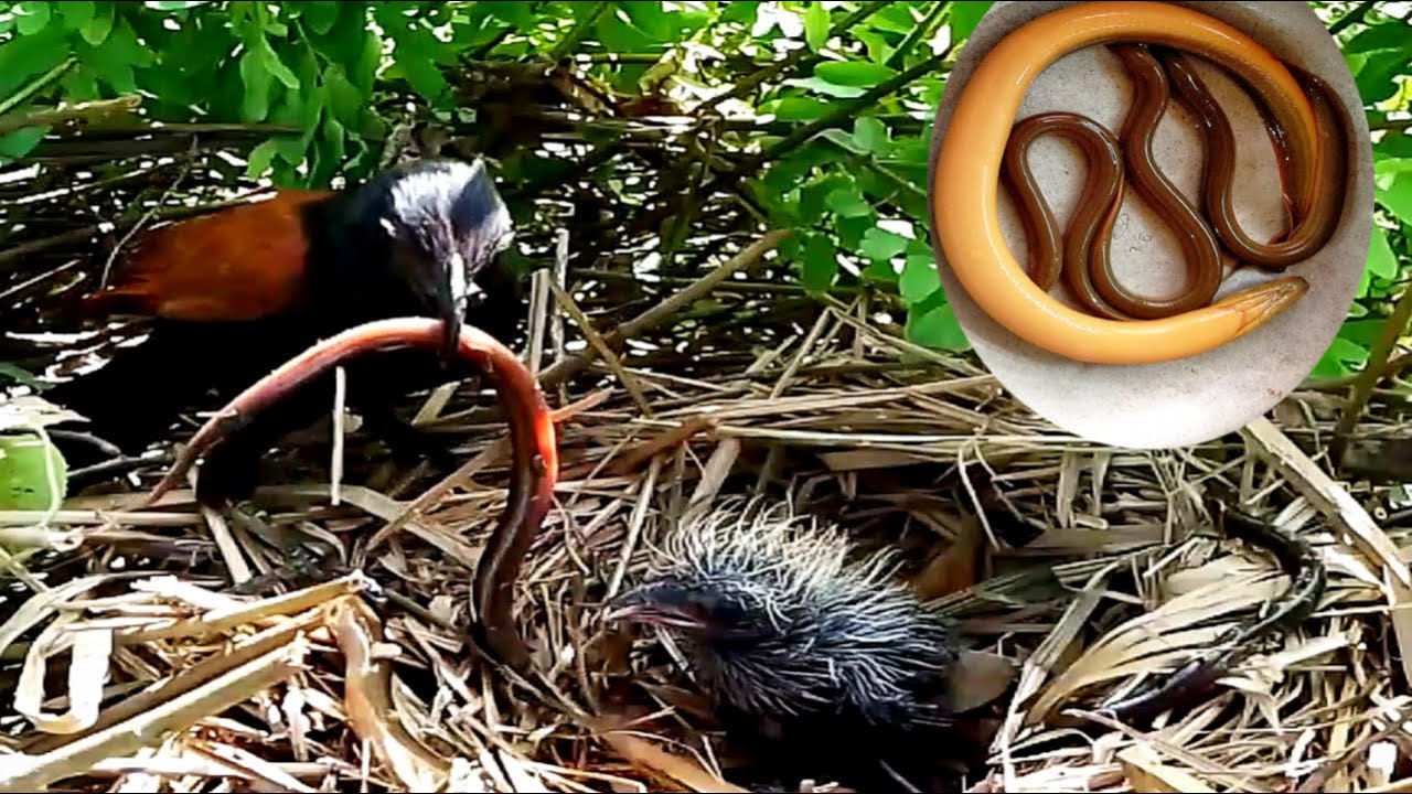 Greater coucal Birds bring eel out of two nests - YouTube