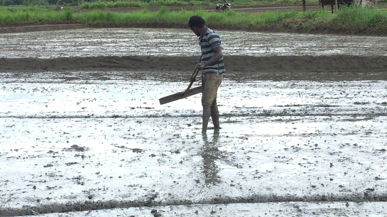 #paddy cultivation#ath poruwa#srilanka# - YouTube