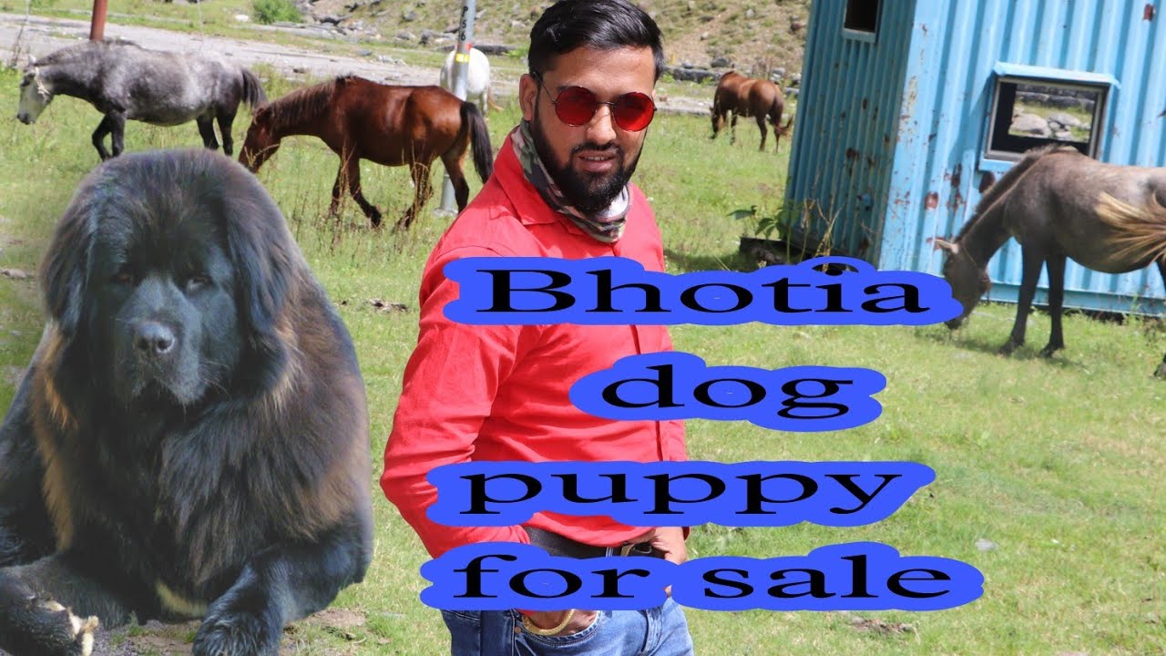 Original pure bhotia dog price कहाँ से खरीदें भोटिया कुत्ता Bhotiya Dog ...