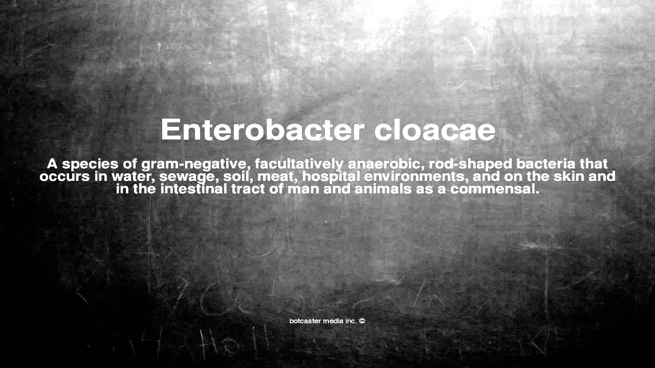 Medical vocabulary: What does Enterobacter cloacae mean - YouTube