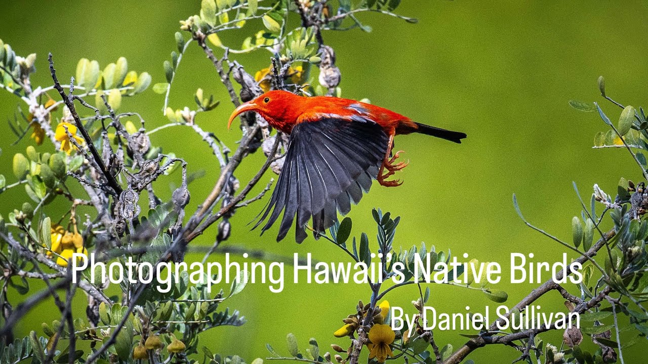 Photographing Hawaii's Native Birds in Haleakala National Park - YouTube