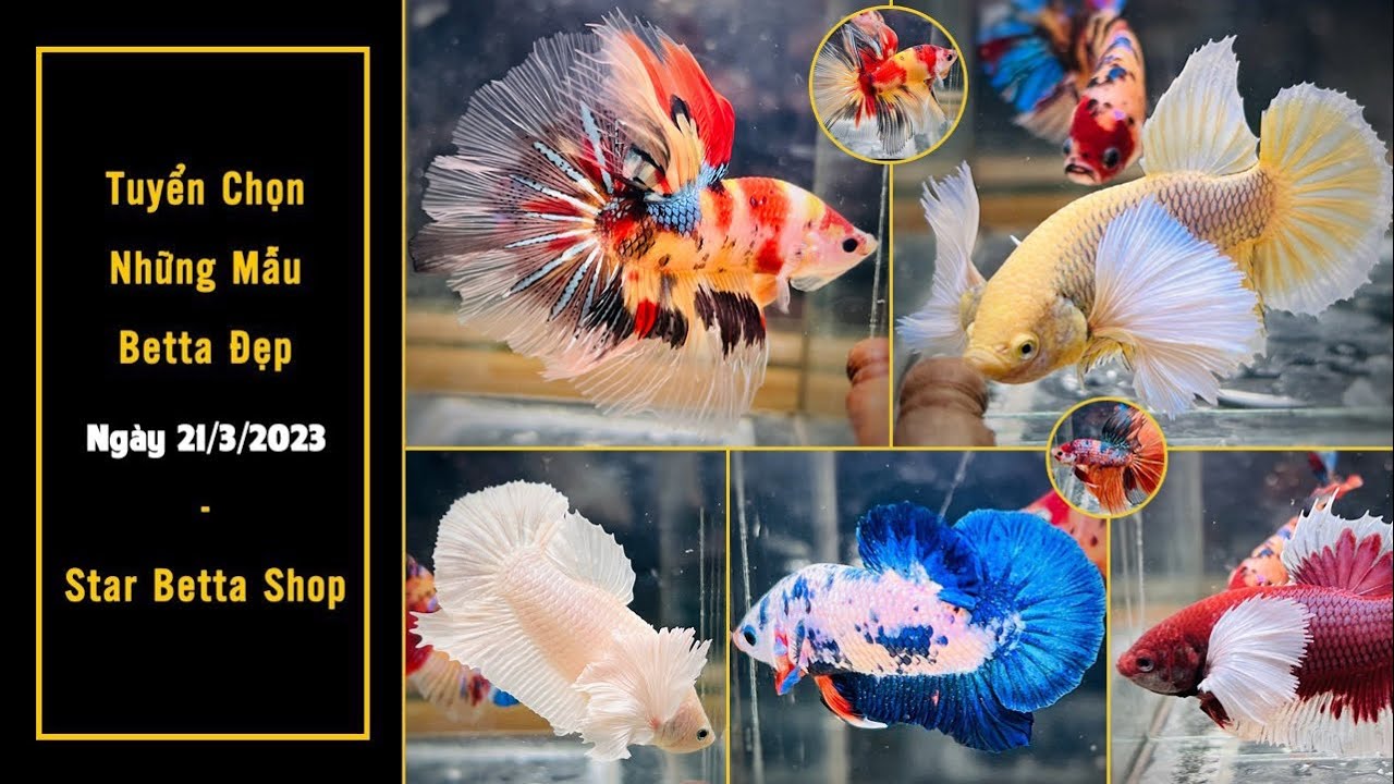 Top Những Dòng Cá Betta Đẹp Nhất - Star Betta Shop 0382698808 - YouTube