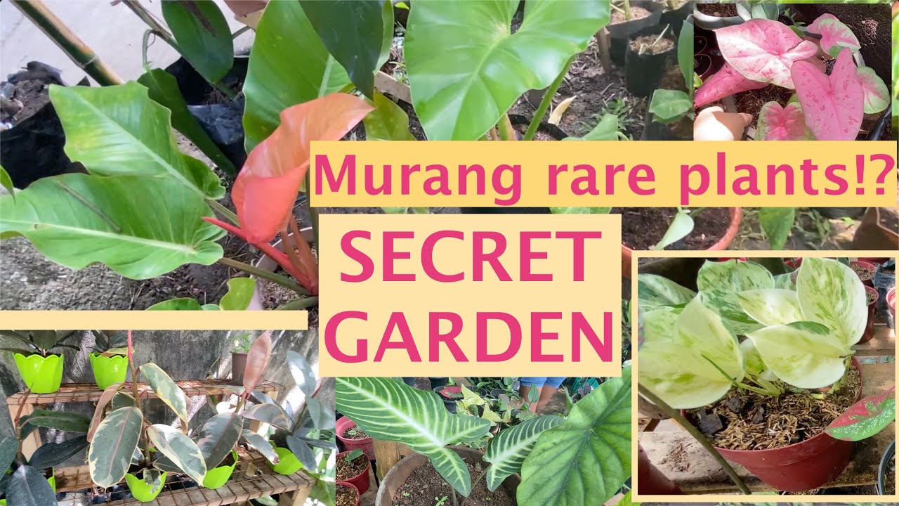 (PART 1) SECRET GARDEN, MURANG HALAMAN! MGA RARE PLANTS!!! | Mommy ...