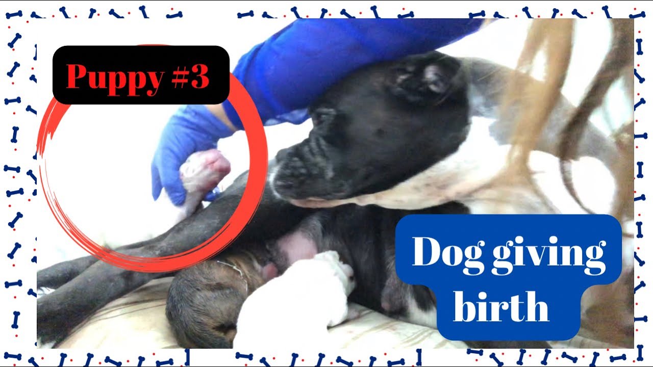 Our Dog giving NATURAL birth to Boxer puppies 🐶🐶PUPPY 3 - YouTube