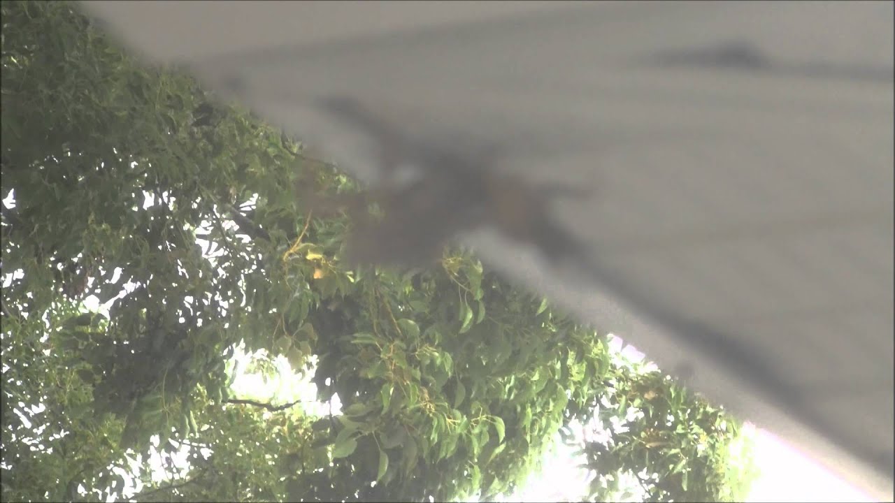 Epic Frog Battle - YouTube