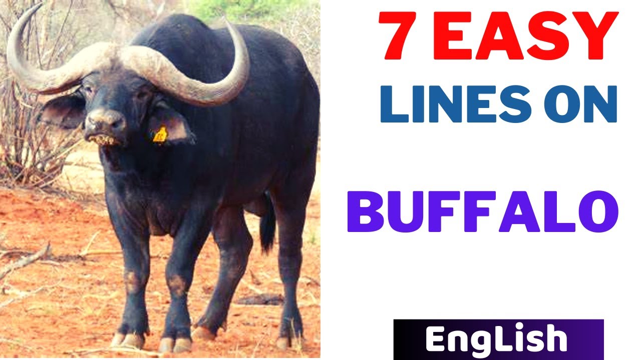 The 7 Lines on Buffalo in English - Best Easy Write or Speech on ...