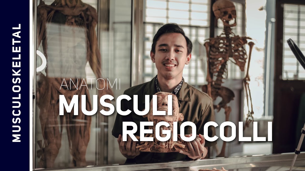 Musculi Regio Colli (Video 6) - YouTube