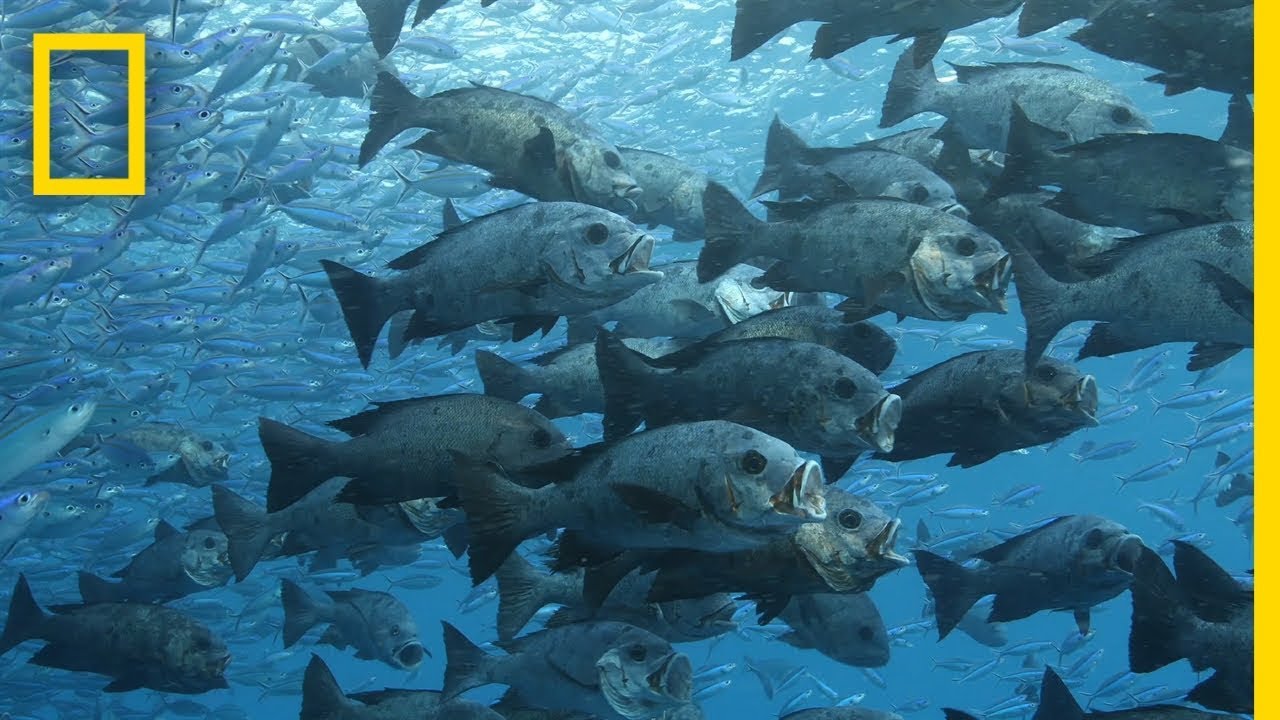 Protecting the Ocean Benefits Both People and Nature | Pristine Seas ...