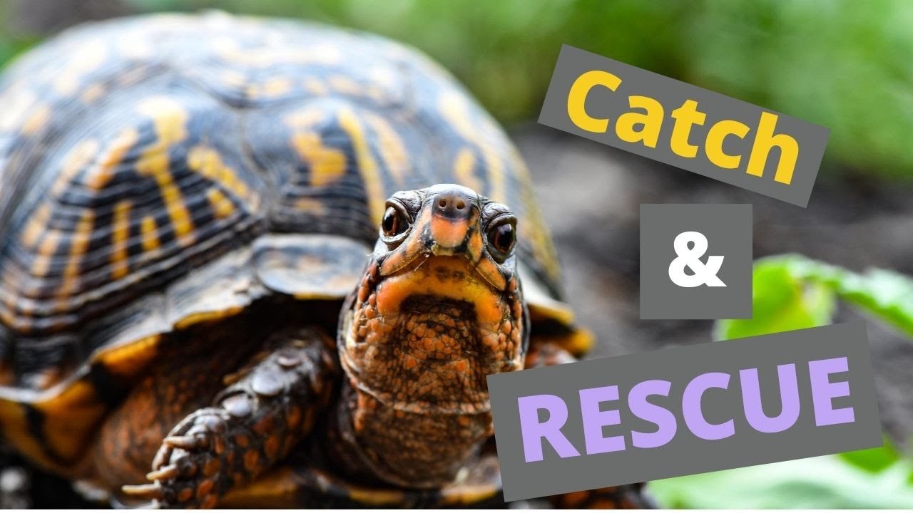 A surprised Turtle Catch and Release on a Jig! - YouTube